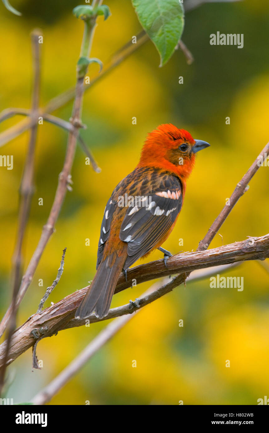Flame-colored Tanager (Piranga bidentata) male, Costa Rica Stock Photo ...