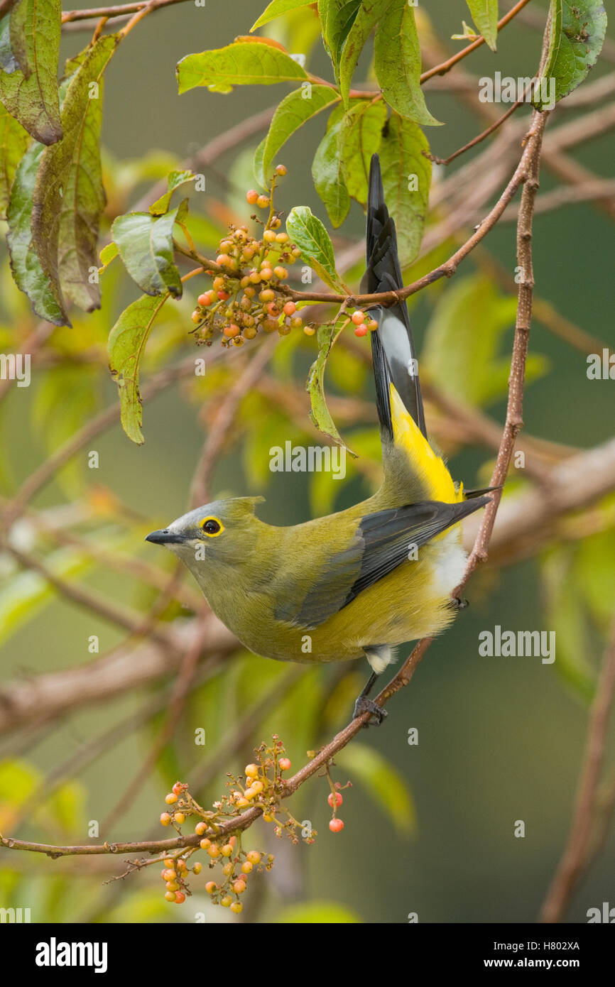 Long-tailed Silky-flycatcher (Ptilogonys caudatus), Costa Rica Stock ...