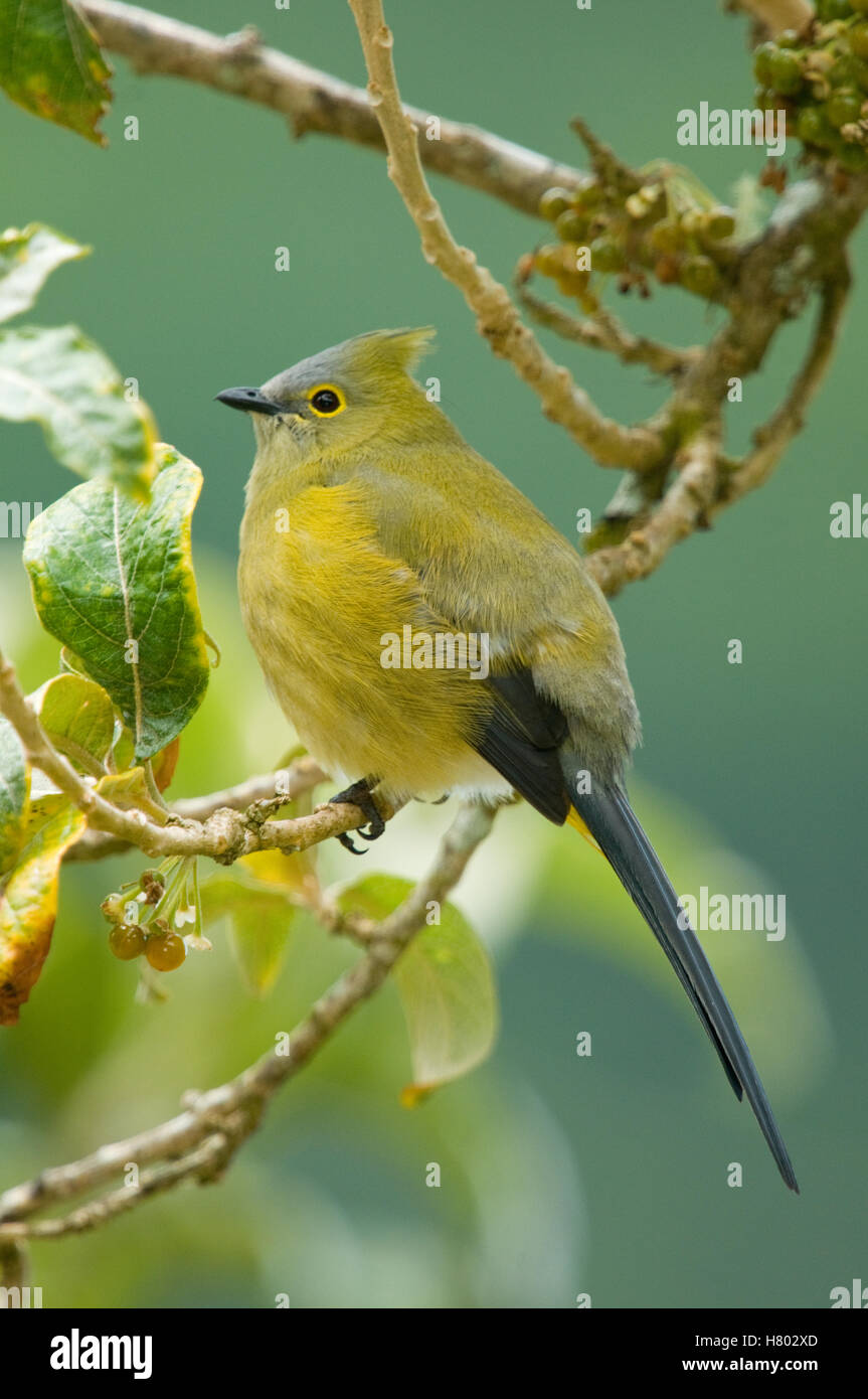 Long-tailed Silky-flycatcher (Ptilogonys caudatus), Costa Rica Stock ...