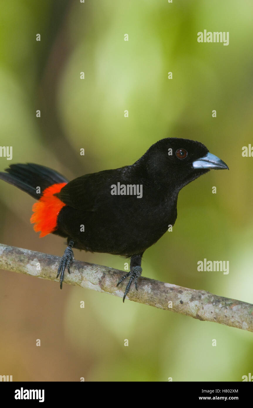 Scarlet-rumped Tanager (Ramphocelus passerinii) male, Costa Rica Stock ...