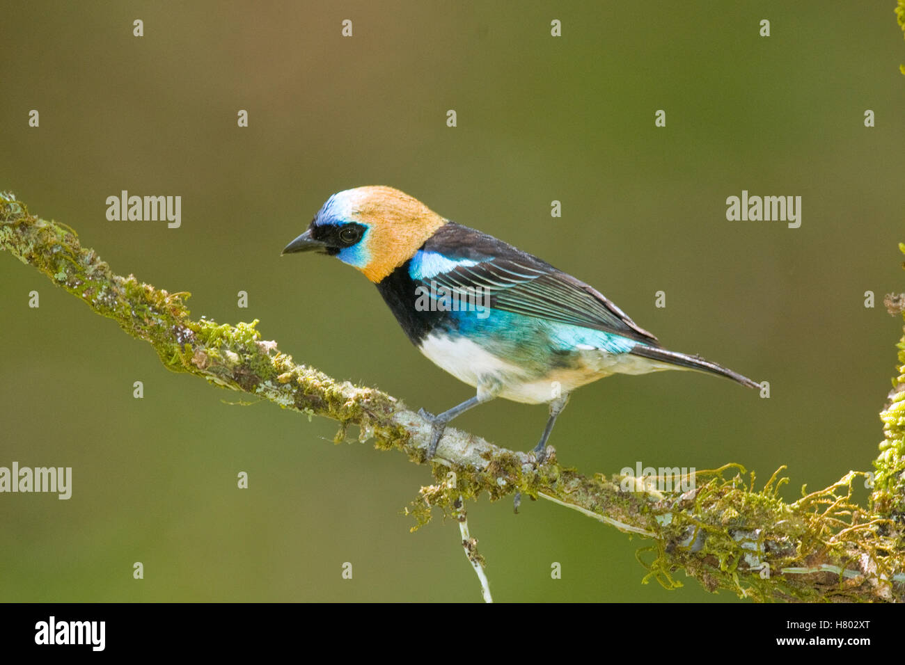 Golden-hooded Tanager (Tangara larvata), Costa Rica Stock Photo - Alamy