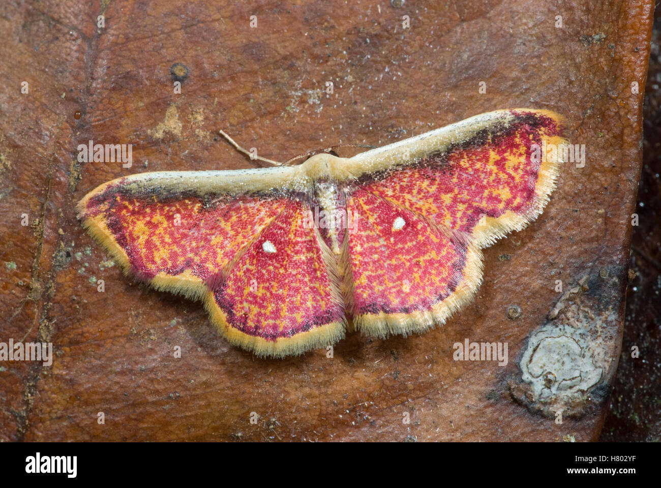 Looper Moth (Geometridae), Costa Rica Stock Photo - Alamy