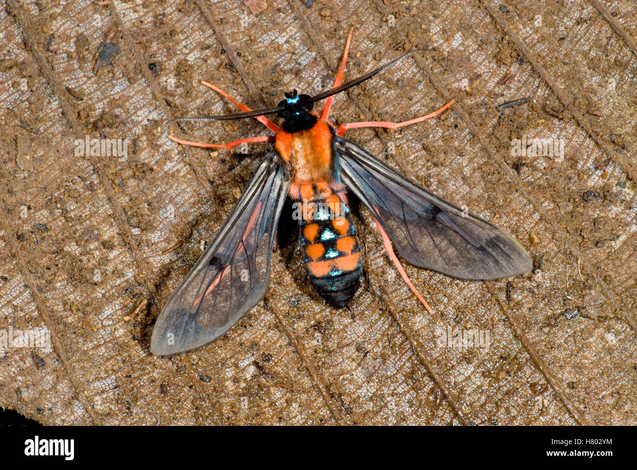 Clear-winged Tiger Moth (Cosmosoma sp), Costa Rica Stock Photo - Alamy