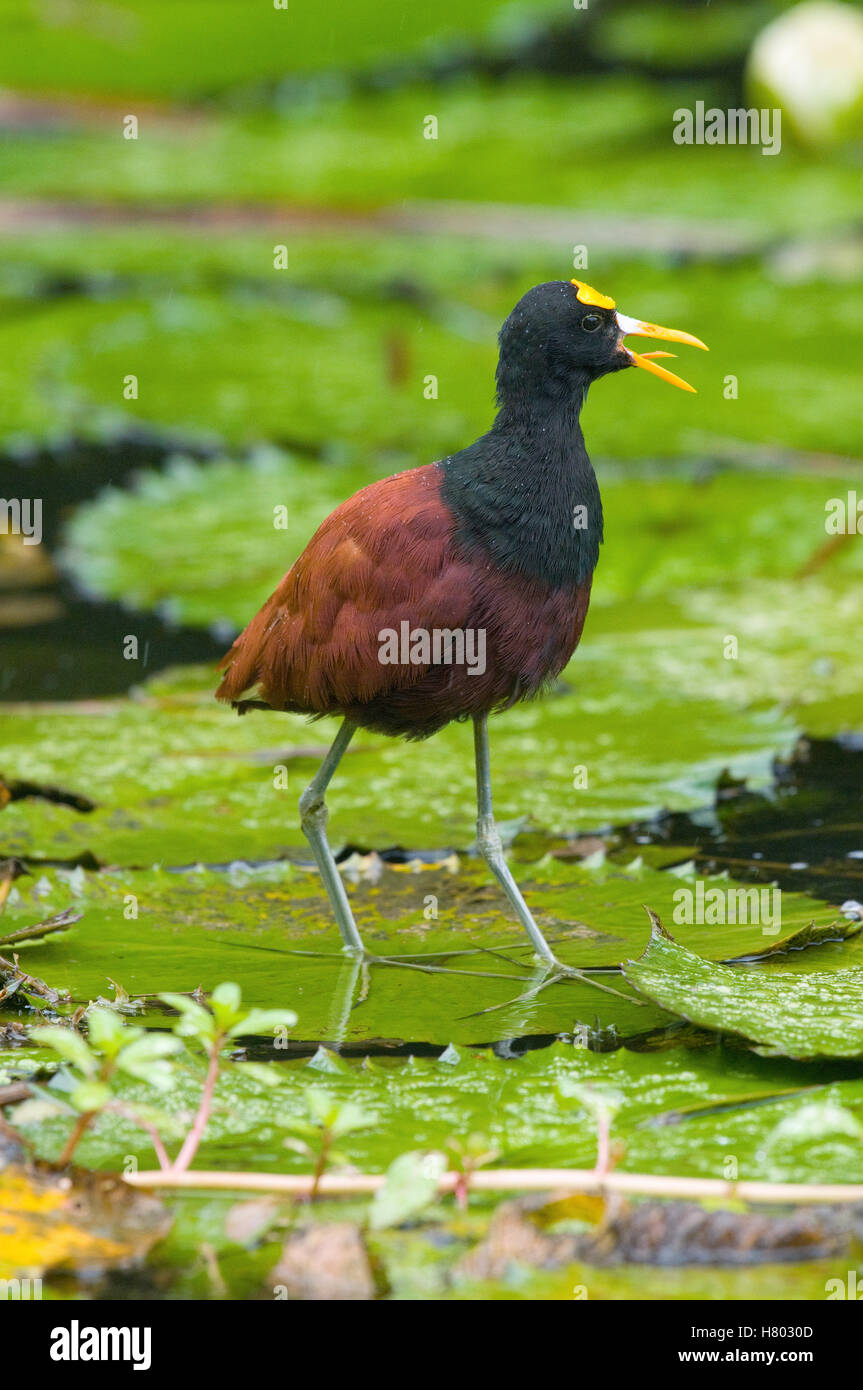 Northern Jacana (Jacana spinosa) calling, Costa Rica Stock Photo - Alamy