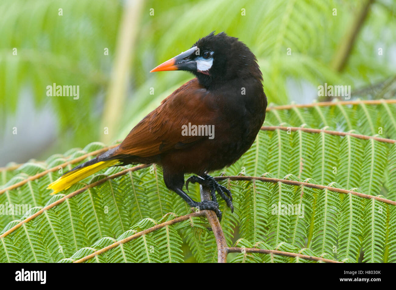 Chestnut-headed Oropendola (Psarocolius wagleri), Costa Rica Stock ...