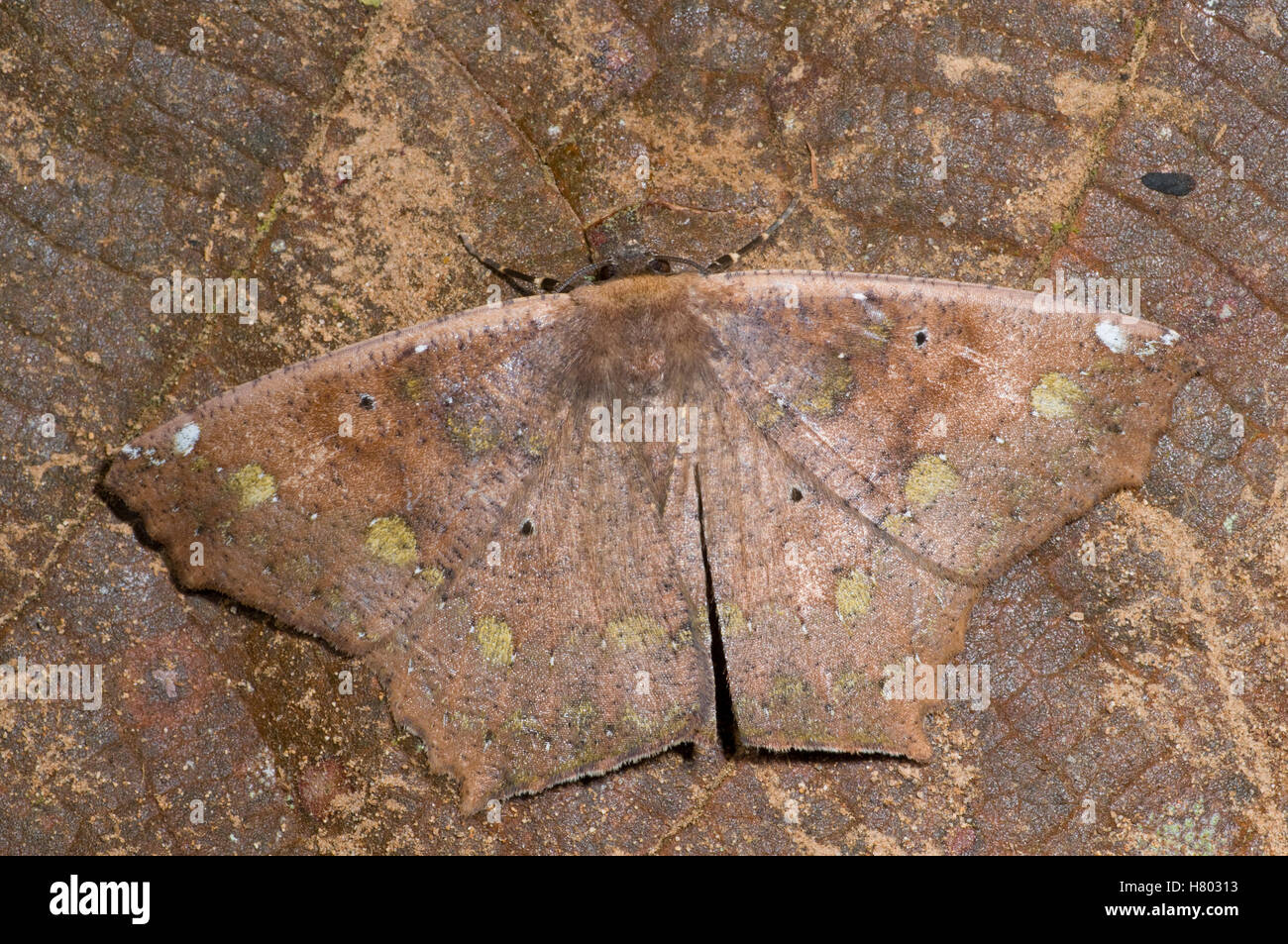 Looper Moth (Geometridae) camouflaged on leaf, Costa Rica Stock Photo ...
