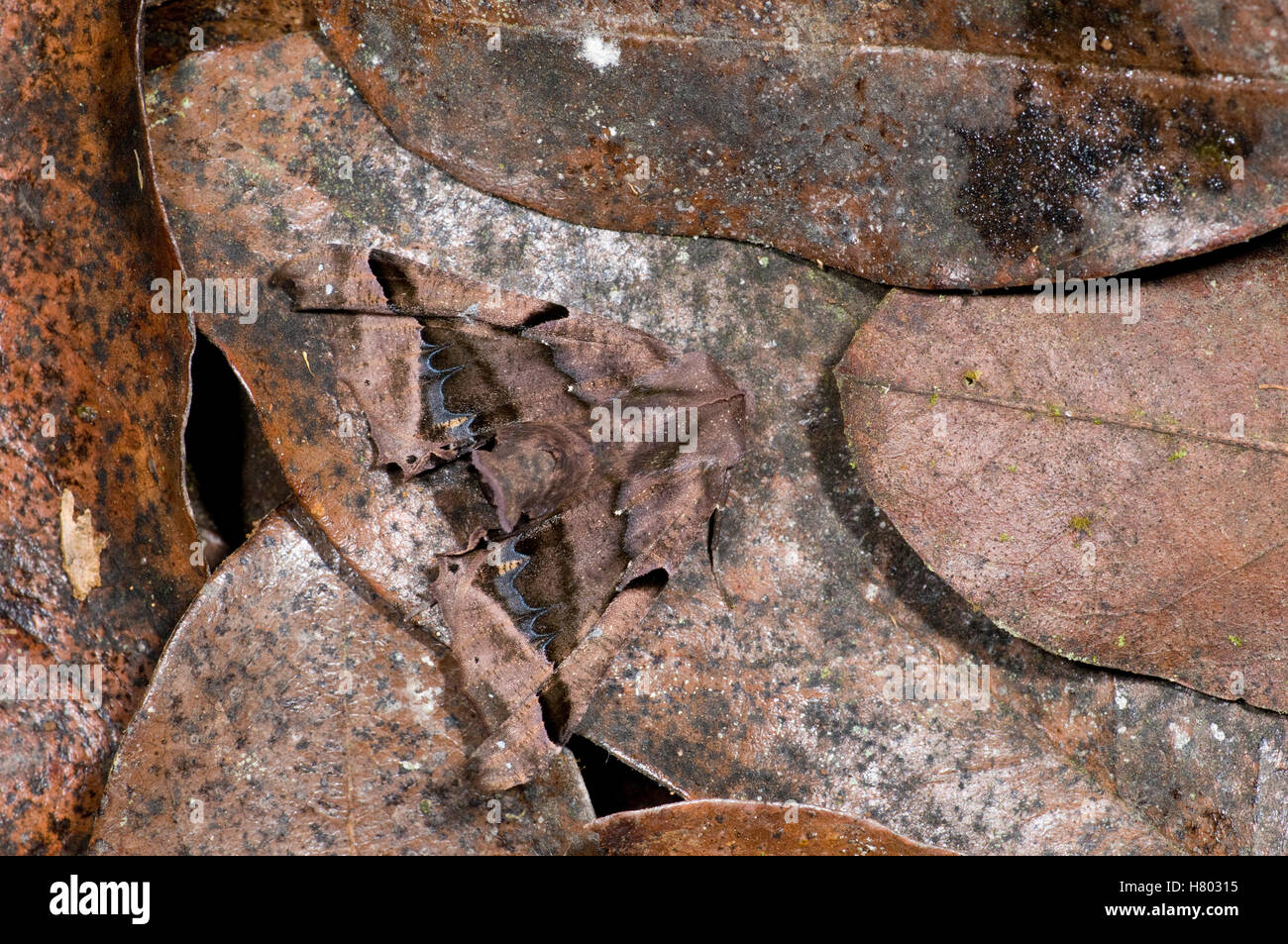 Hawk Moth (Sphingidae) camouflaged in leaf litter, Costa Rica Stock ...