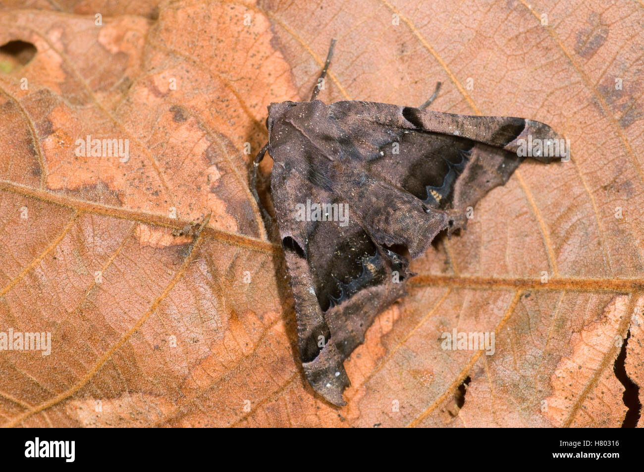 Hawk Moth (Sphingidae), Costa Rica Stock Photo - Alamy