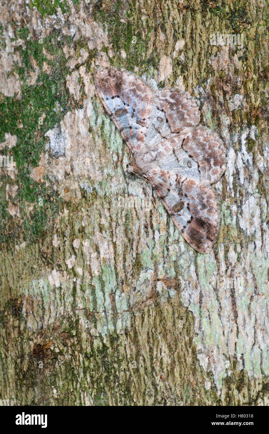 Looper Moth (Geometridae) camouflaged on tree trunk, Costa Rica Stock ...