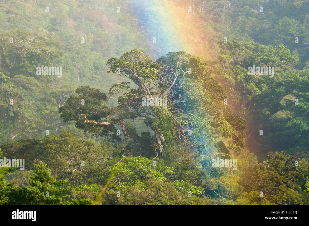 Rainbow over rainforest canopy, Costa Rica Stock Photo - Alamy