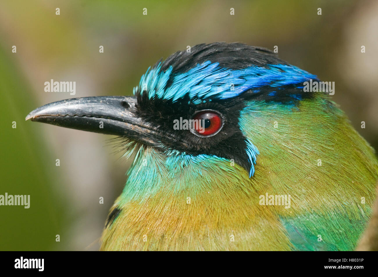 Blue-crowned Motmot (Momotus momota), Costa Rica Stock Photo - Alamy