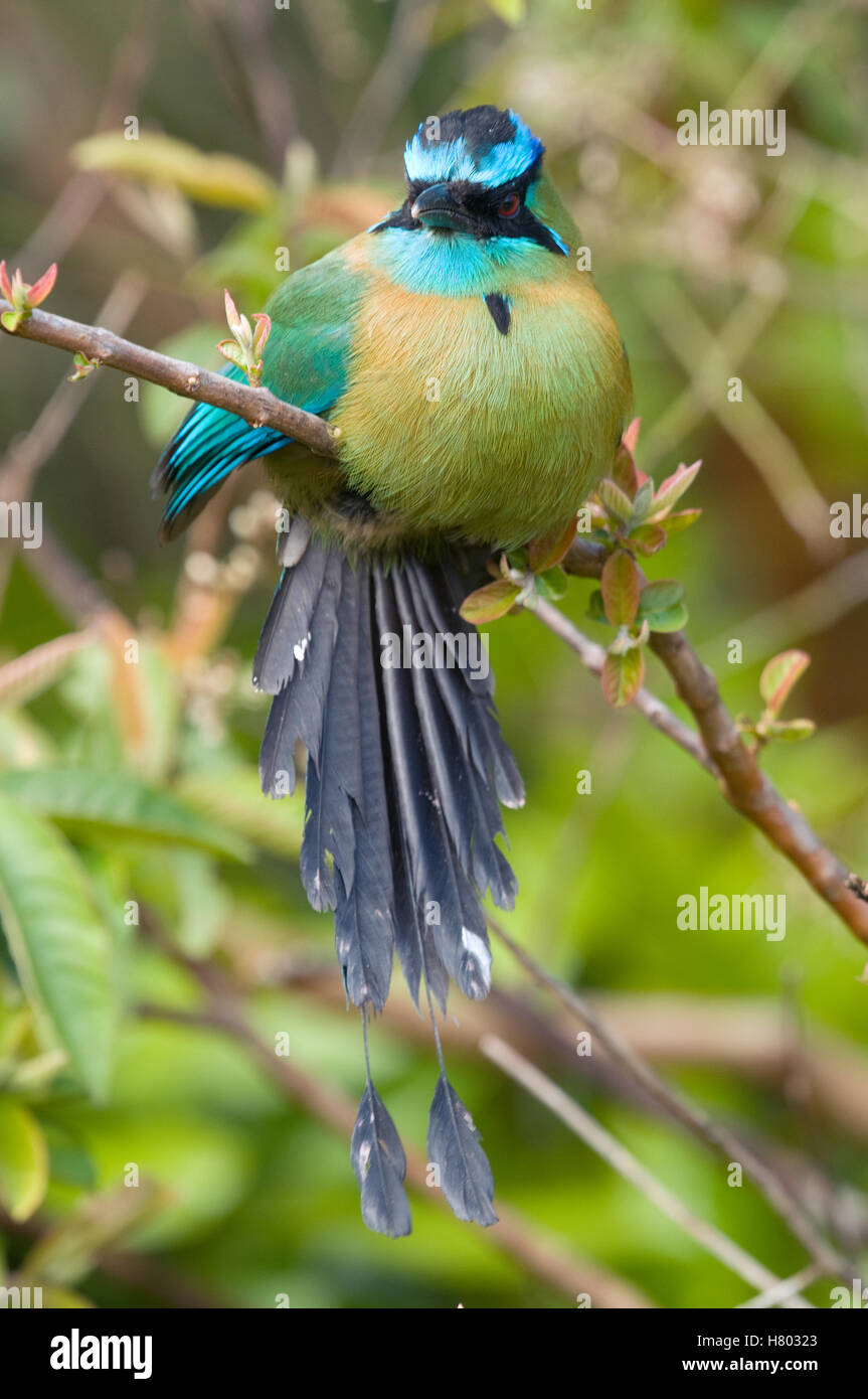 Blue-crowned Motmot (Momotus momota), Costa Rica Stock Photo - Alamy