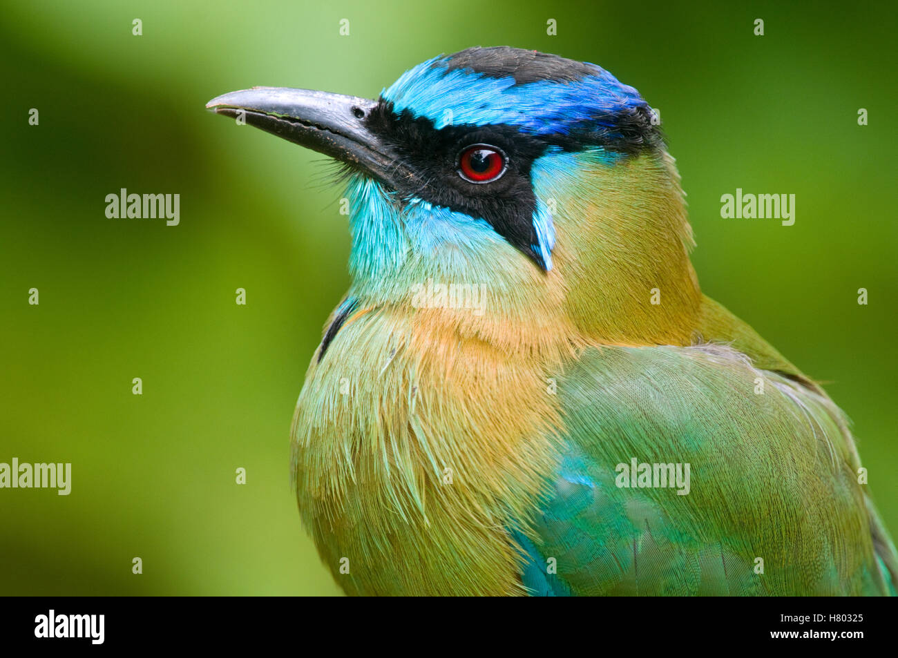 Blue-crowned Motmot (Momotus momota), Costa Rica Stock Photo - Alamy