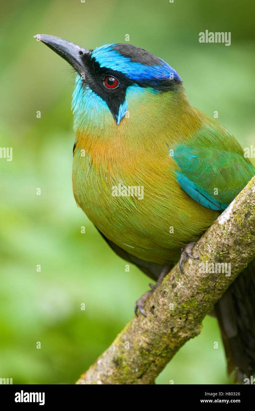 Blue-crowned Motmot (Momotus momota), Costa Rica Stock Photo - Alamy