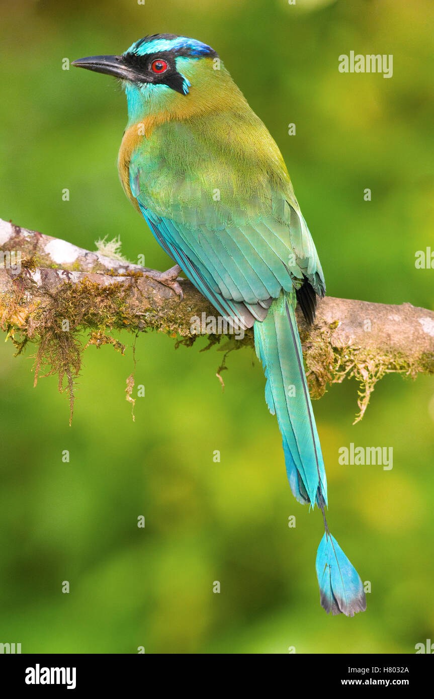 Blue-crowned Motmot (Momotus momota), Costa Rica Stock Photo - Alamy