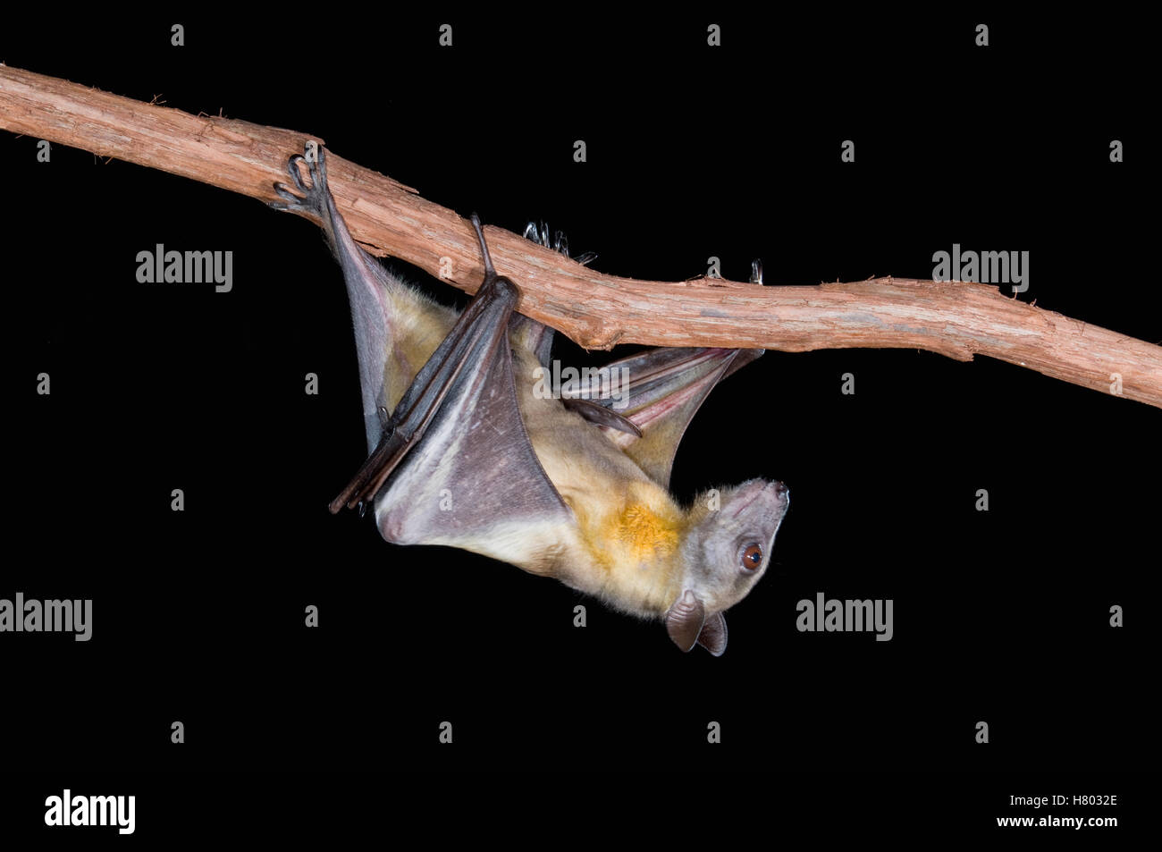 Straw-colored Fruit Bat (Eidolon helvum) climbing down branch, Michigan ...