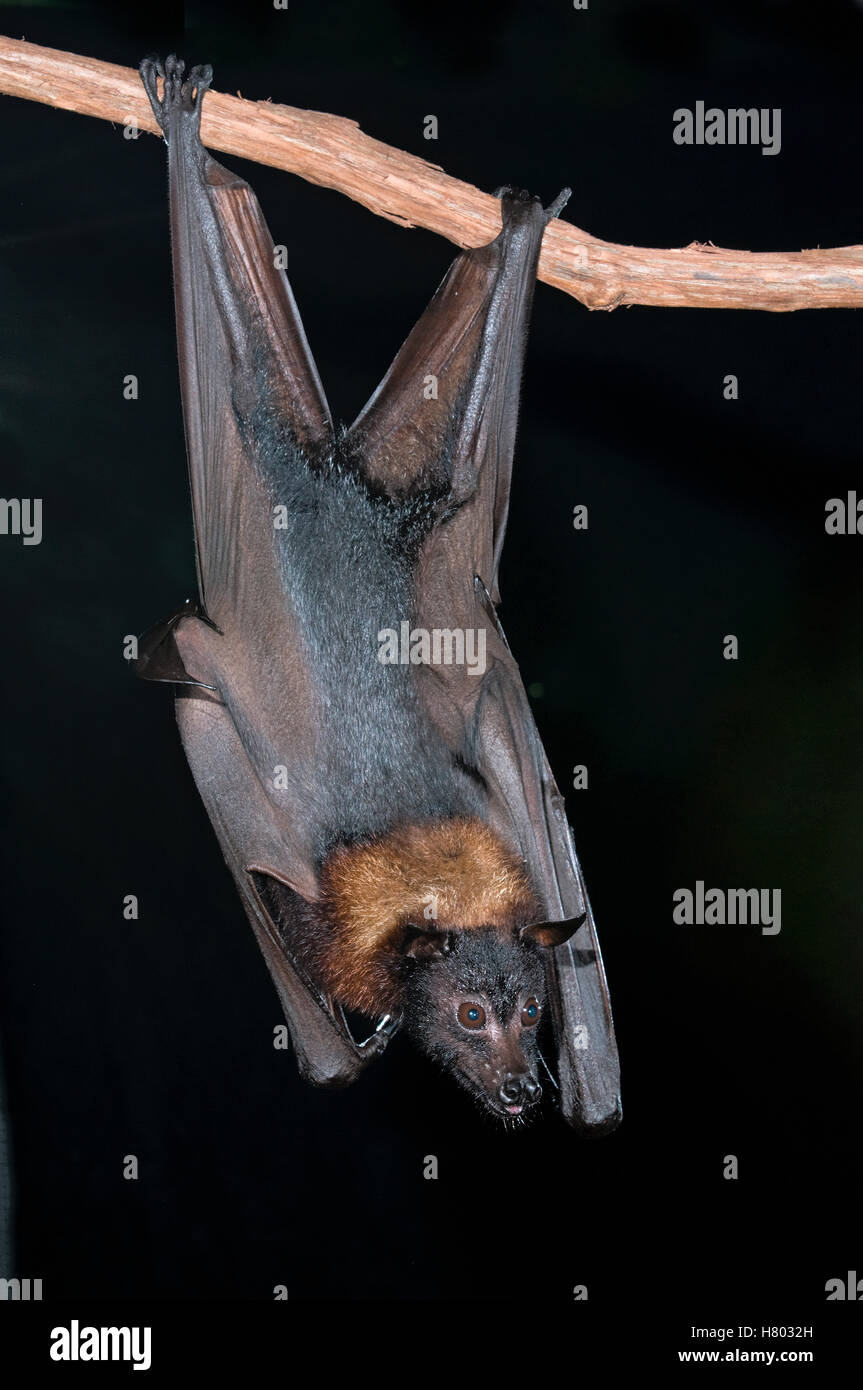 Large Flying Fox (Pteropus vampyrus) roosting, Michigan Stock Photo - Alamy