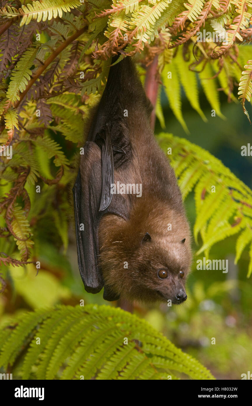 Rodrigues Flying Fox (Pteropus rodricensis) roosting, Michigan Stock ...