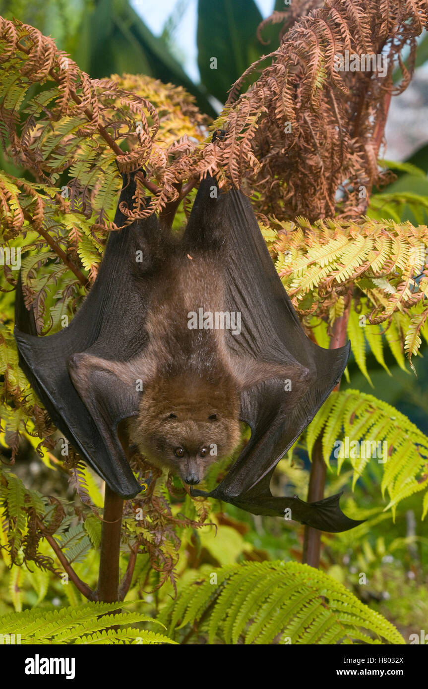 Rodrigues Flying Fox (Pteropus rodricensis) roosting, Michigan Stock ...