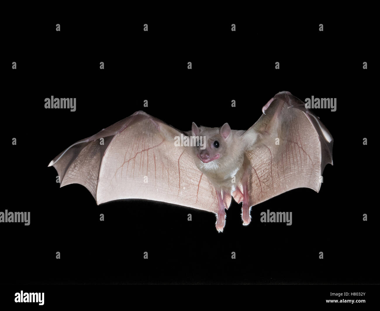 Egyptian Fruit Bat Flying