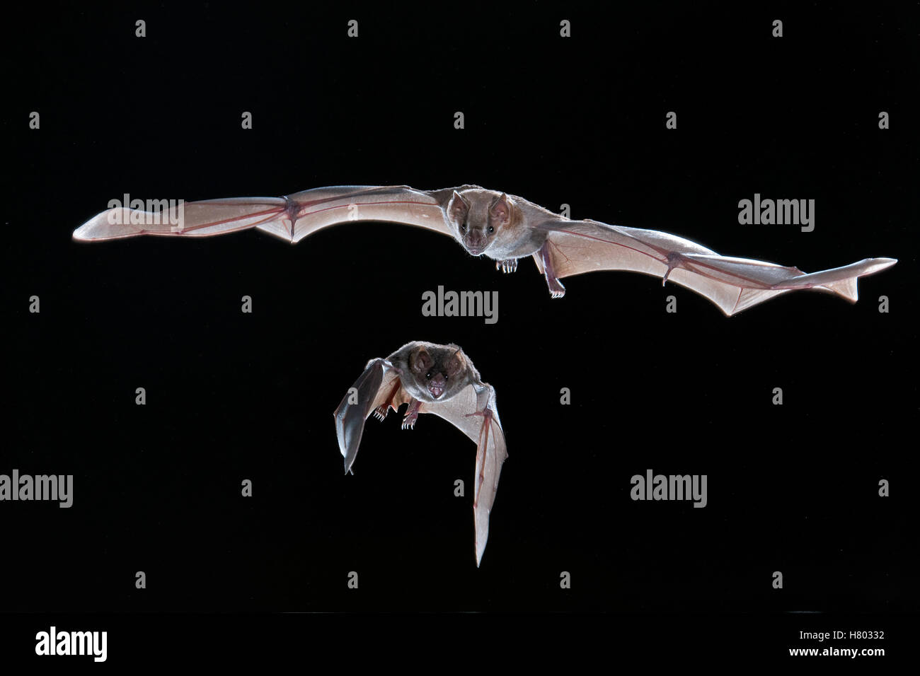 Jamaican Fruit-eating Bat (Artibeus jamaicensis) pair flying, Michigan ...