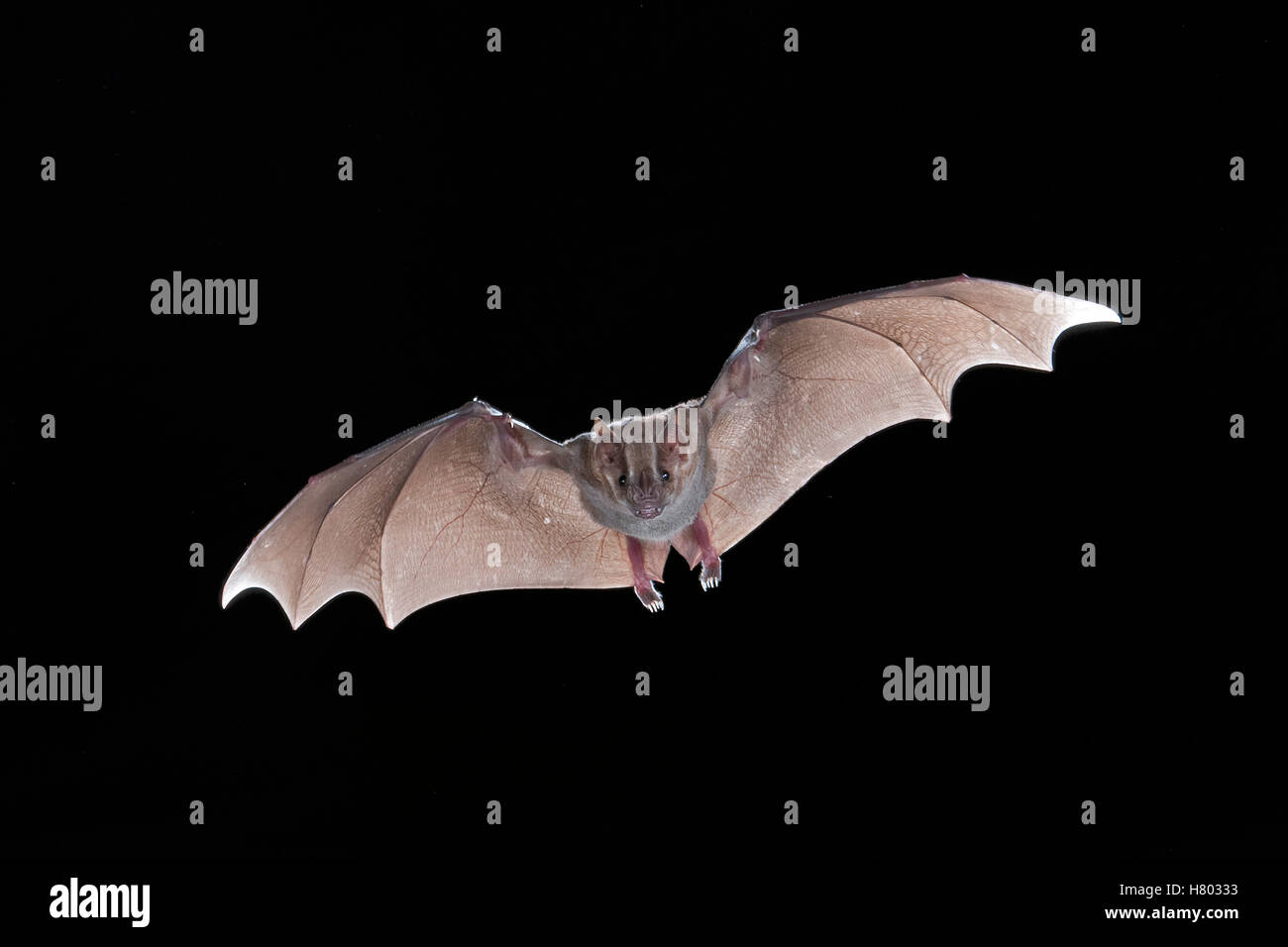 Jamaican Fruit-eating Bat (Artibeus jamaicensis) flying, Michigan Stock ...