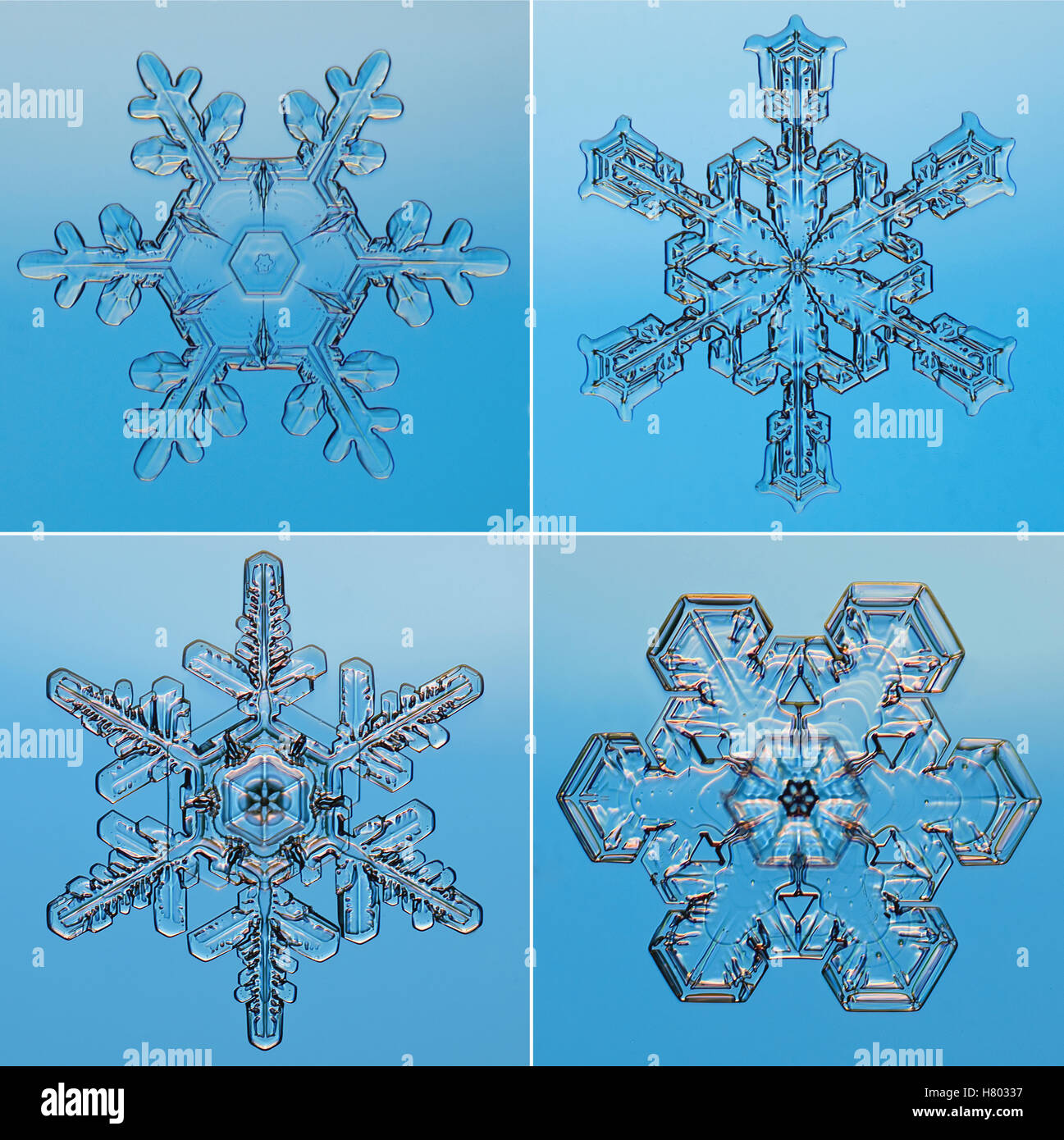 Snowflakes seen through microscope Stock Photo - Alamy