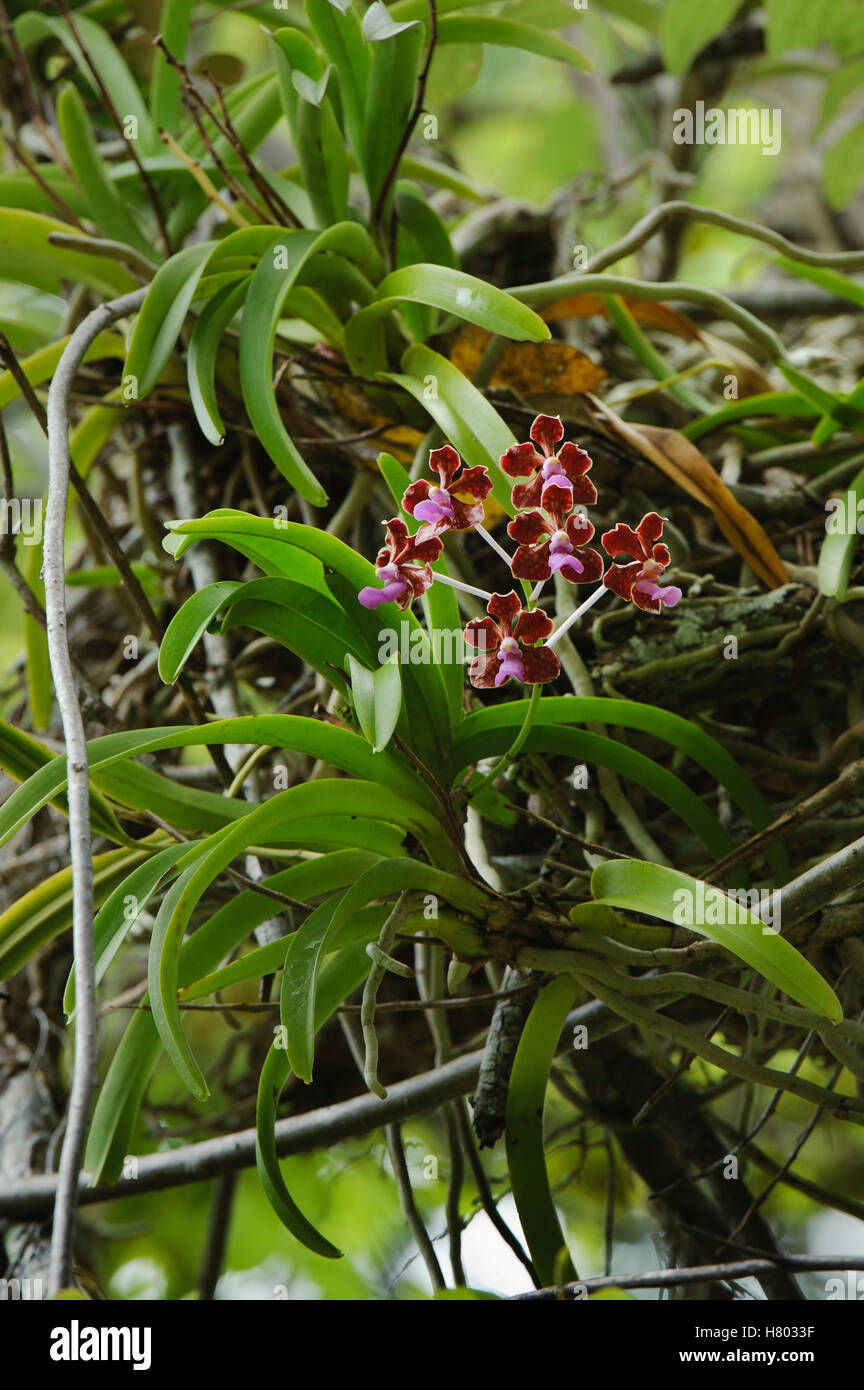 Orchid (Vanda limbata) flowers, Nusa Tenggara, Indonesia Stock Photo ...