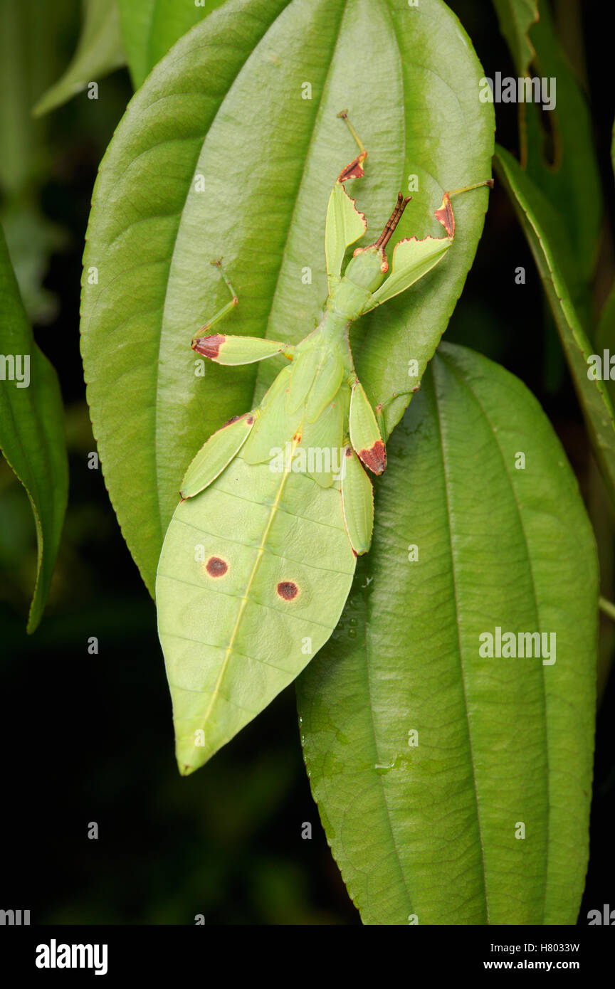 Leaf Insect (Phyllium sp) juvenile camouflaged on leaf, Sarawak, Borneo ...