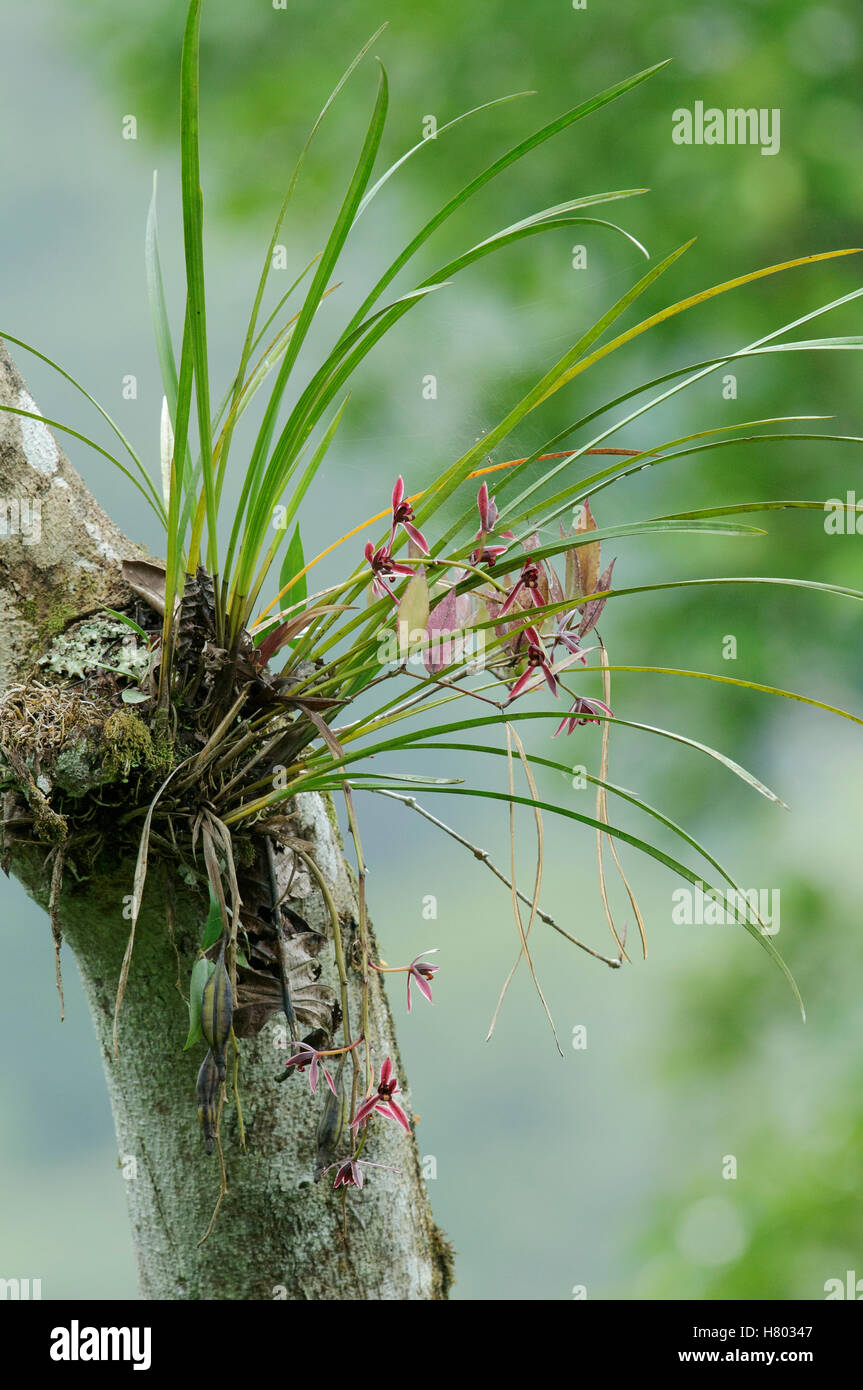 Orchid (Cymbidium bicolor) flowers, Sarawak, Borneo, Malaysia Stock ...