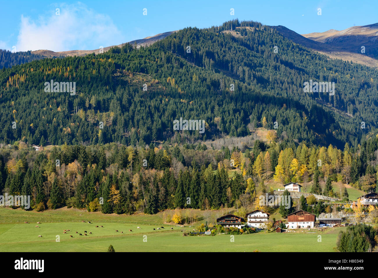 Uttendorf: farm houses, Salzach valley, meadow, cows, Pinzgau, Salzburg ...