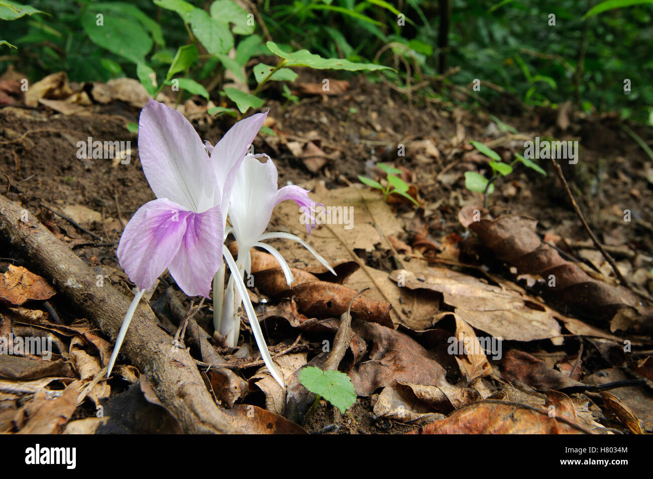Resurrection Lily (Kaempferia rotunda) flowers emerging from forest ...