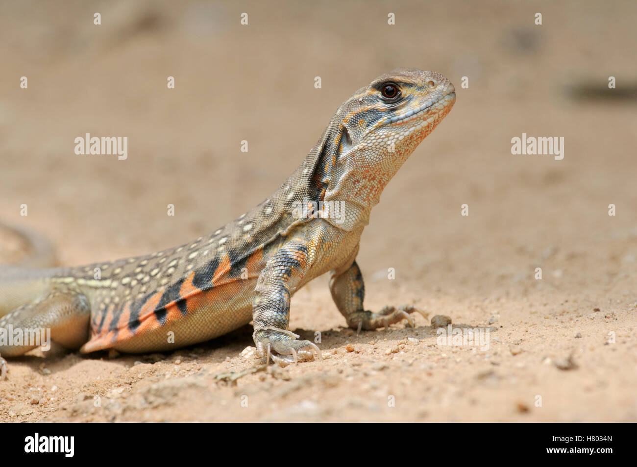 Common Butterfly Lizard (Leiolepis belliana) basking, Uthai Thani ...
