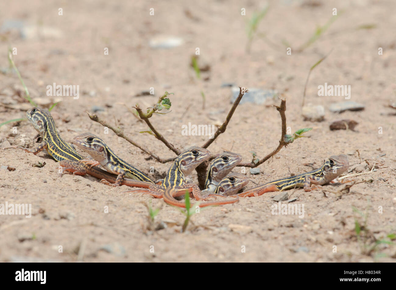 Common Butterfly Lizard (Leiolepis belliana) juveniles at nest hole ...