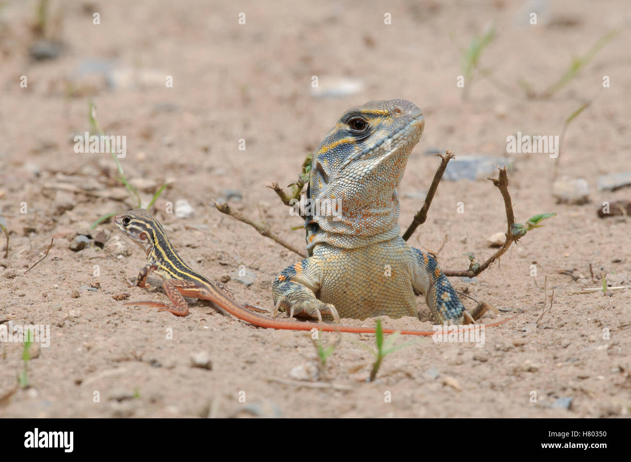 Common Butterfly Lizard (Leiolepis belliana) female and juvenile at ...