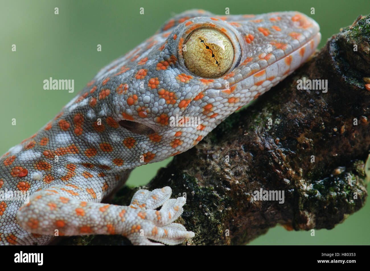 Tokay Gecko (Gecko gecko) juvenile showing vertical pupil, Uthai Thani ...