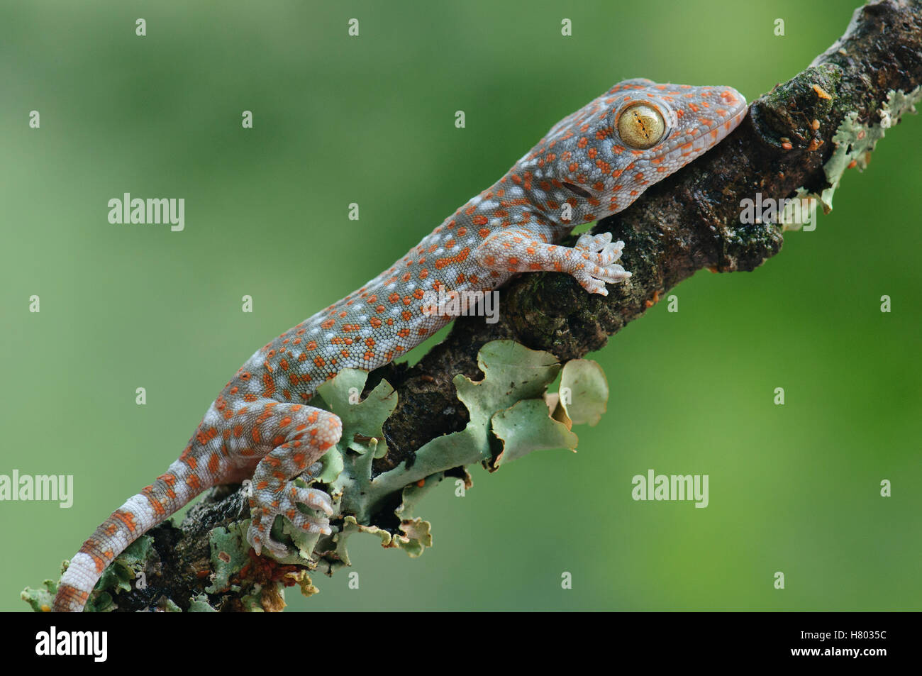 Tokay Gecko (Gecko gecko) juvenile, Uthai Thani, Thailand Stock Photo ...