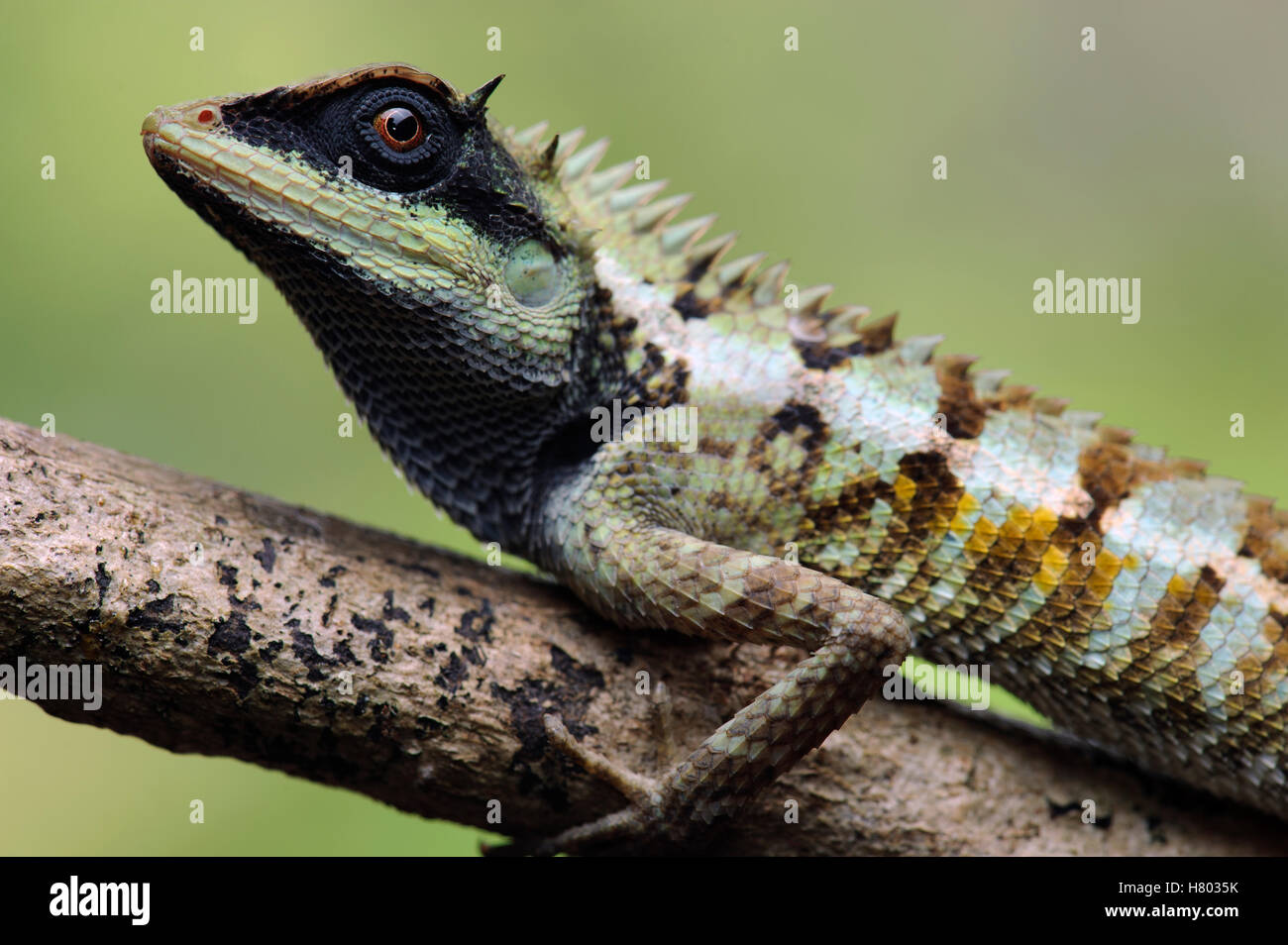 Forest Crested Agama (Calotes emma) lizard, Krabi, Thailand Stock Photo ...