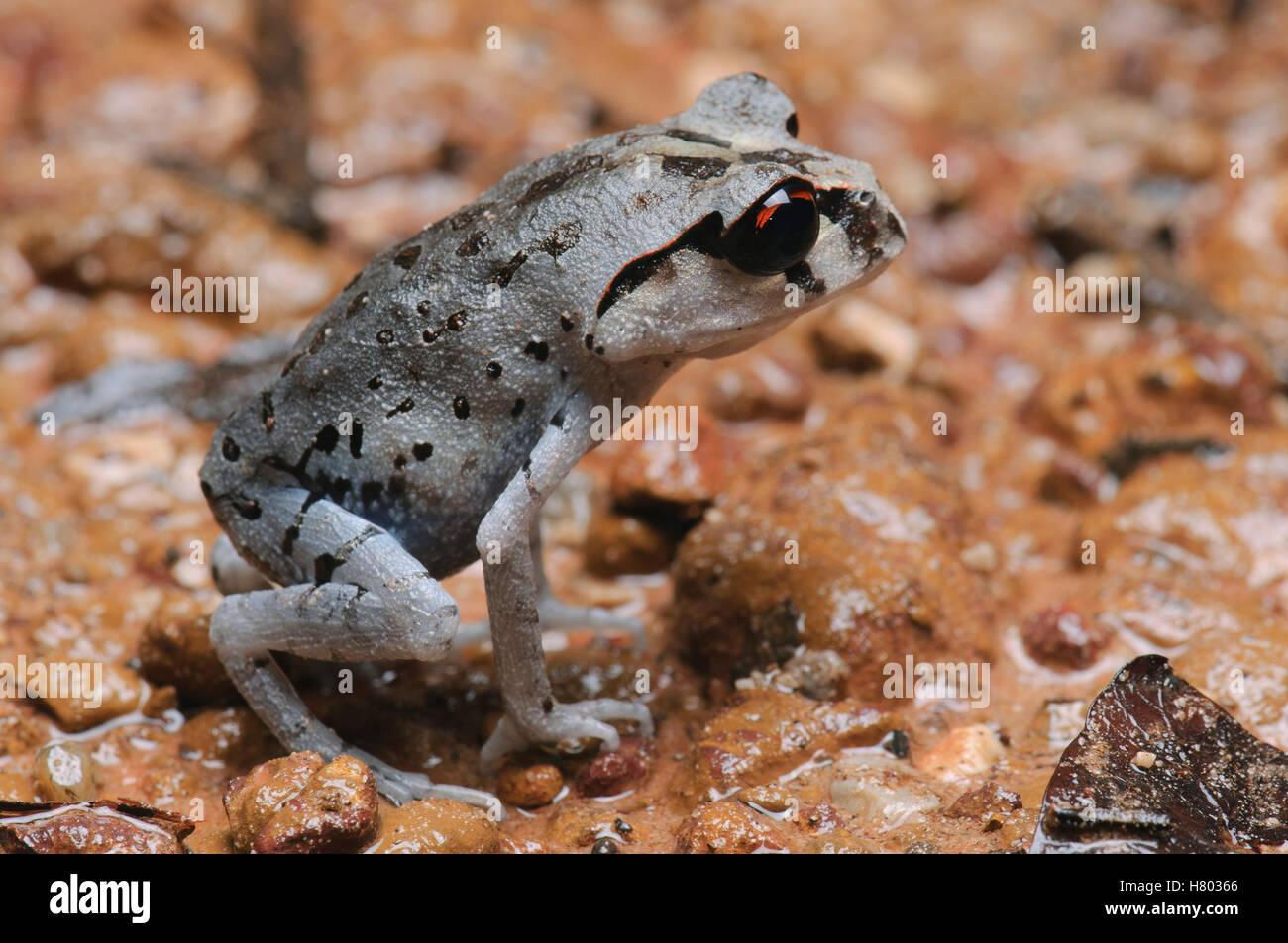 Smith's Litter Frog (Leptobrachium smithi), Krabi, Thailand Stock Photo ...