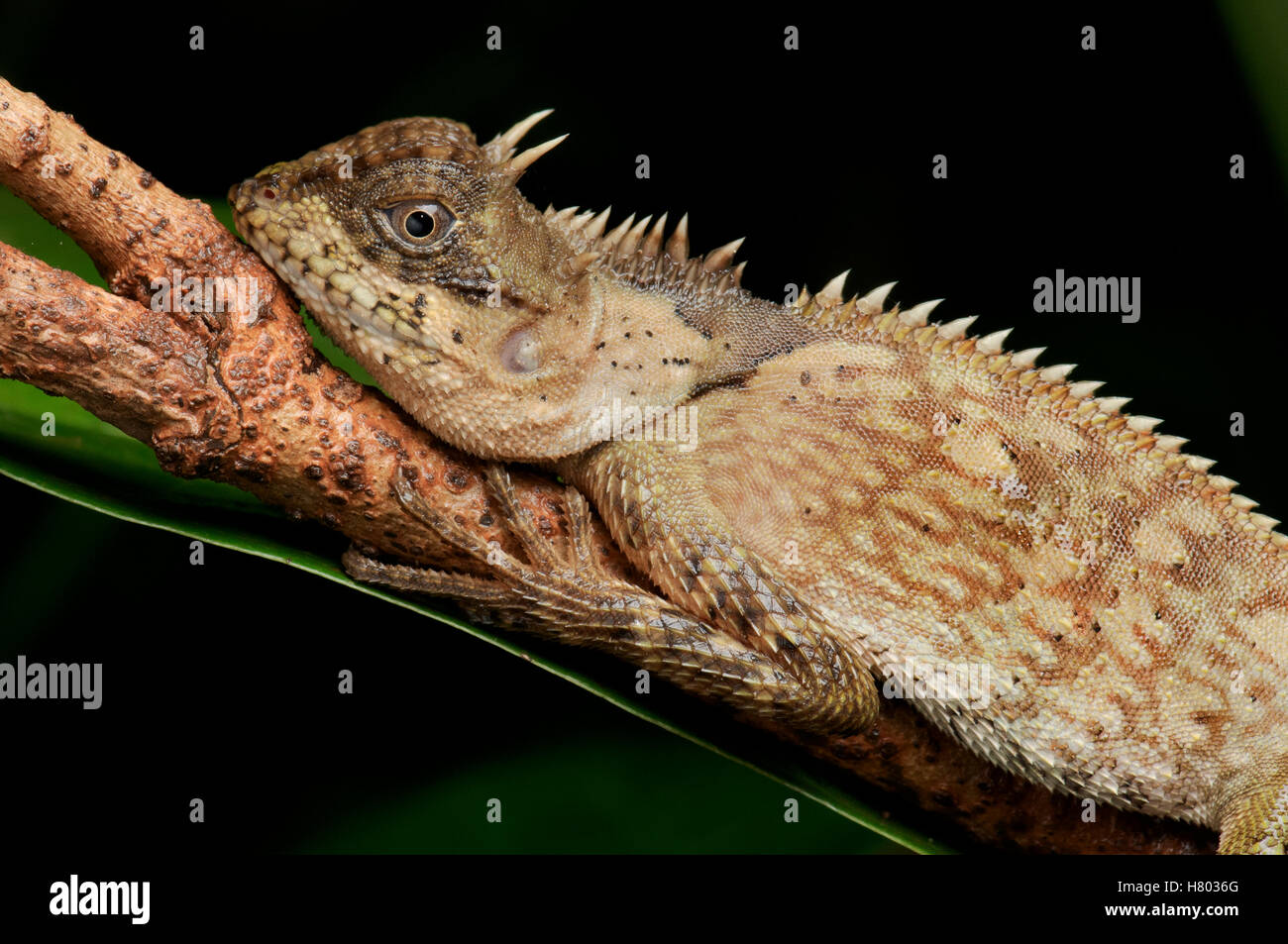 Armored Pricklenape (Acanthosaura armata) lizard, Krabi, Thailand Stock ...