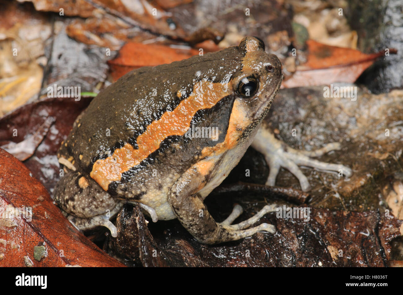 Malaysian Bullfrog (Kaloula pulchra), Krabi, Thailand Stock Photo - Alamy