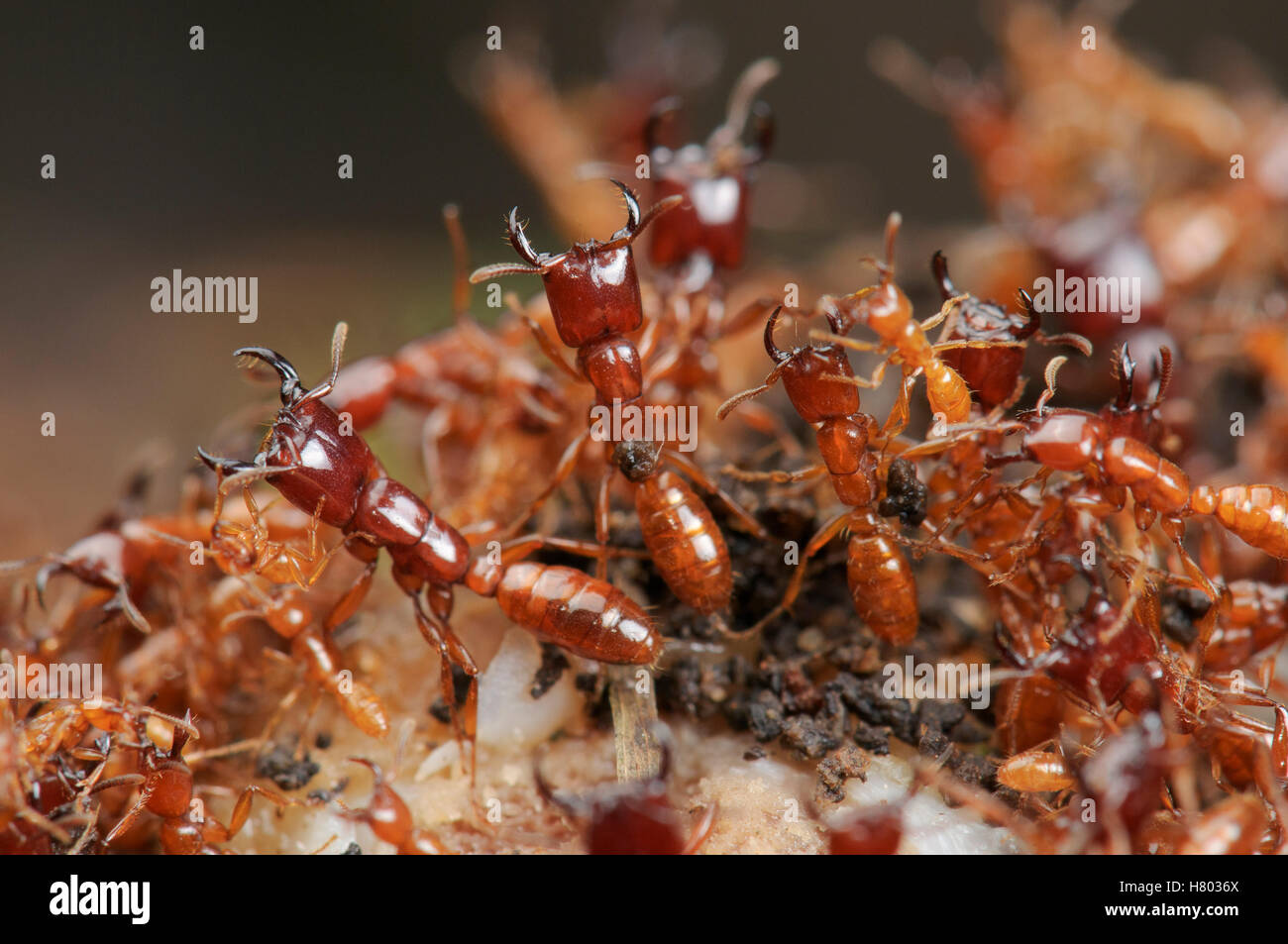 Safari Ant (Dorylus laevigatus) guards protecting workers removing ...