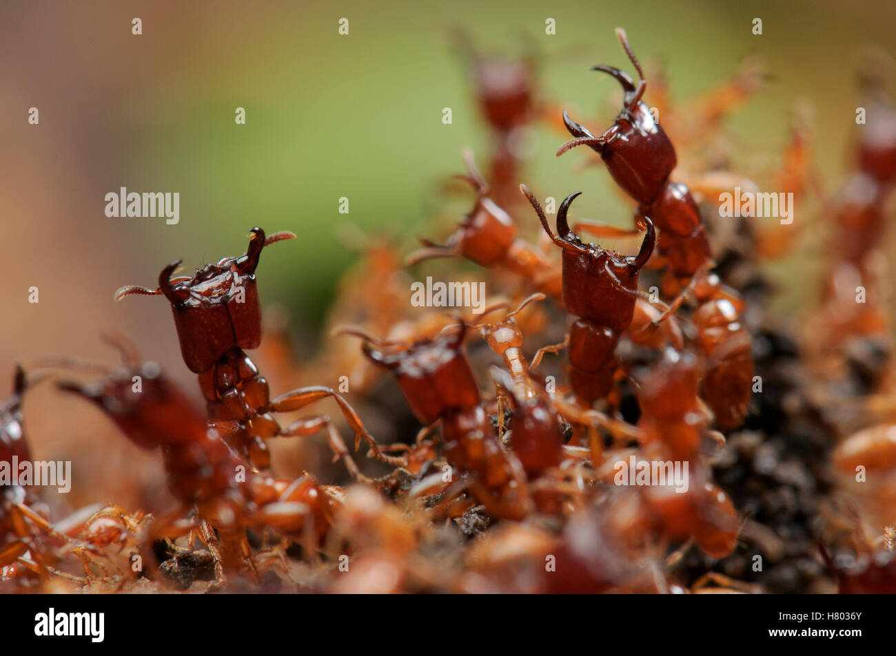 Safari Ant (Dorylus laevigatus) guards protecting workers removing ...