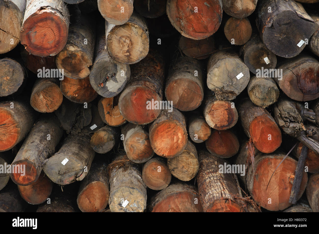 Felled timber, Sarawak, Borneo, Malaysia Stock Photo - Alamy