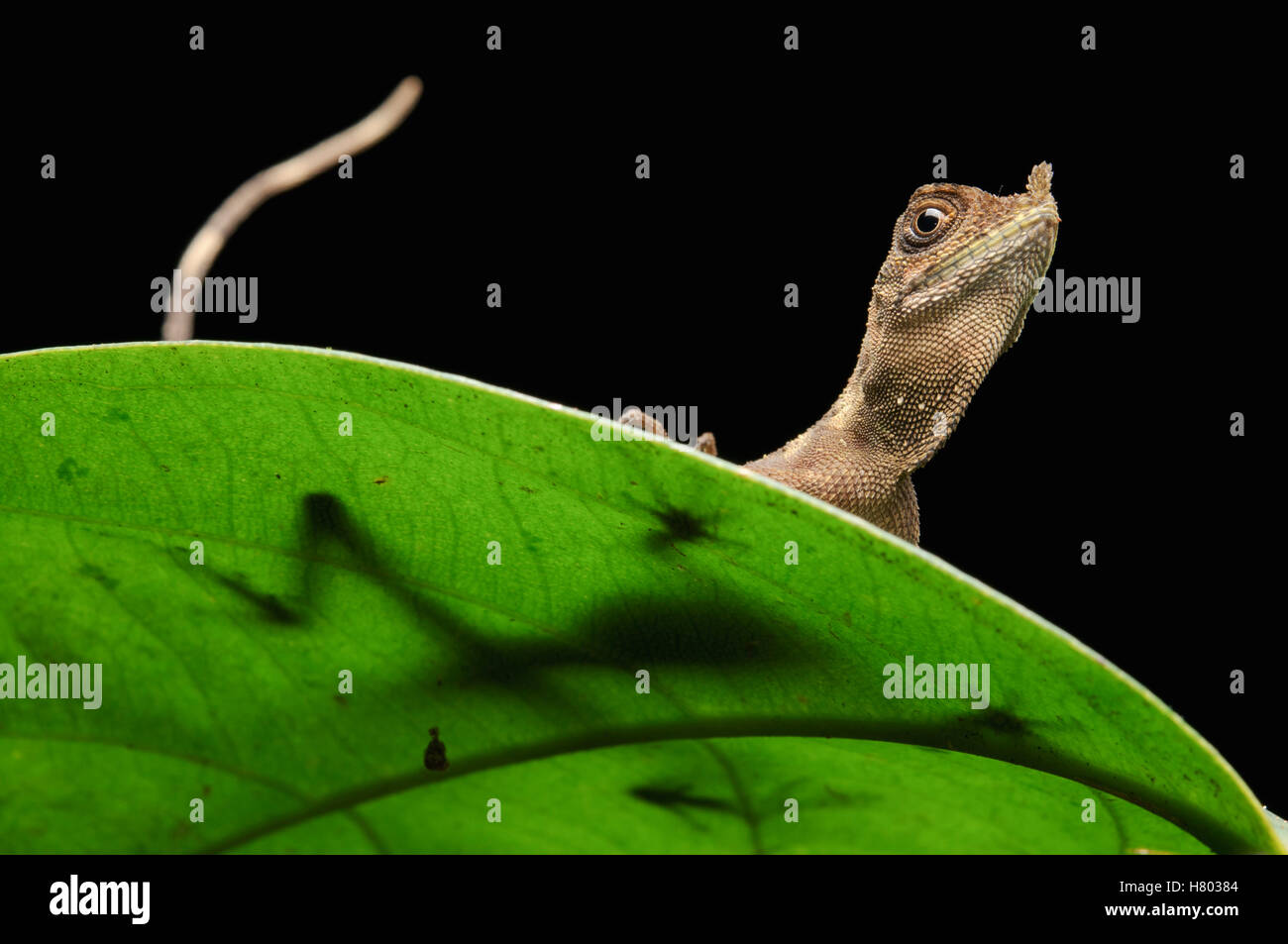 Ornate Earless Agama (Aphaniotis ornata) lizard, Sabah, Borneo ...
