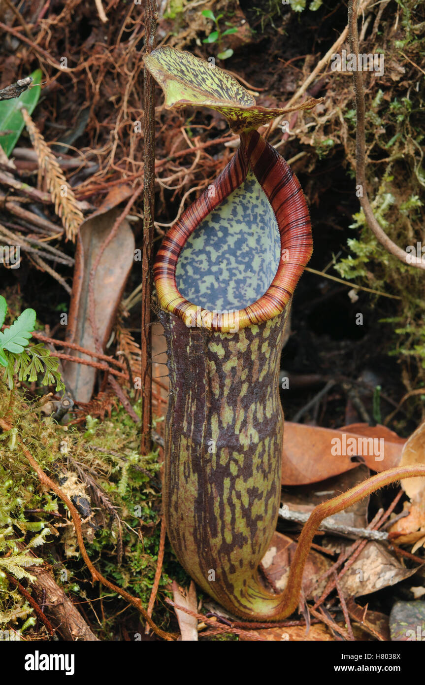 Narrow-leaved Pitcher Plant (Nepenthes stenophylla) pitcher, Sabah ...