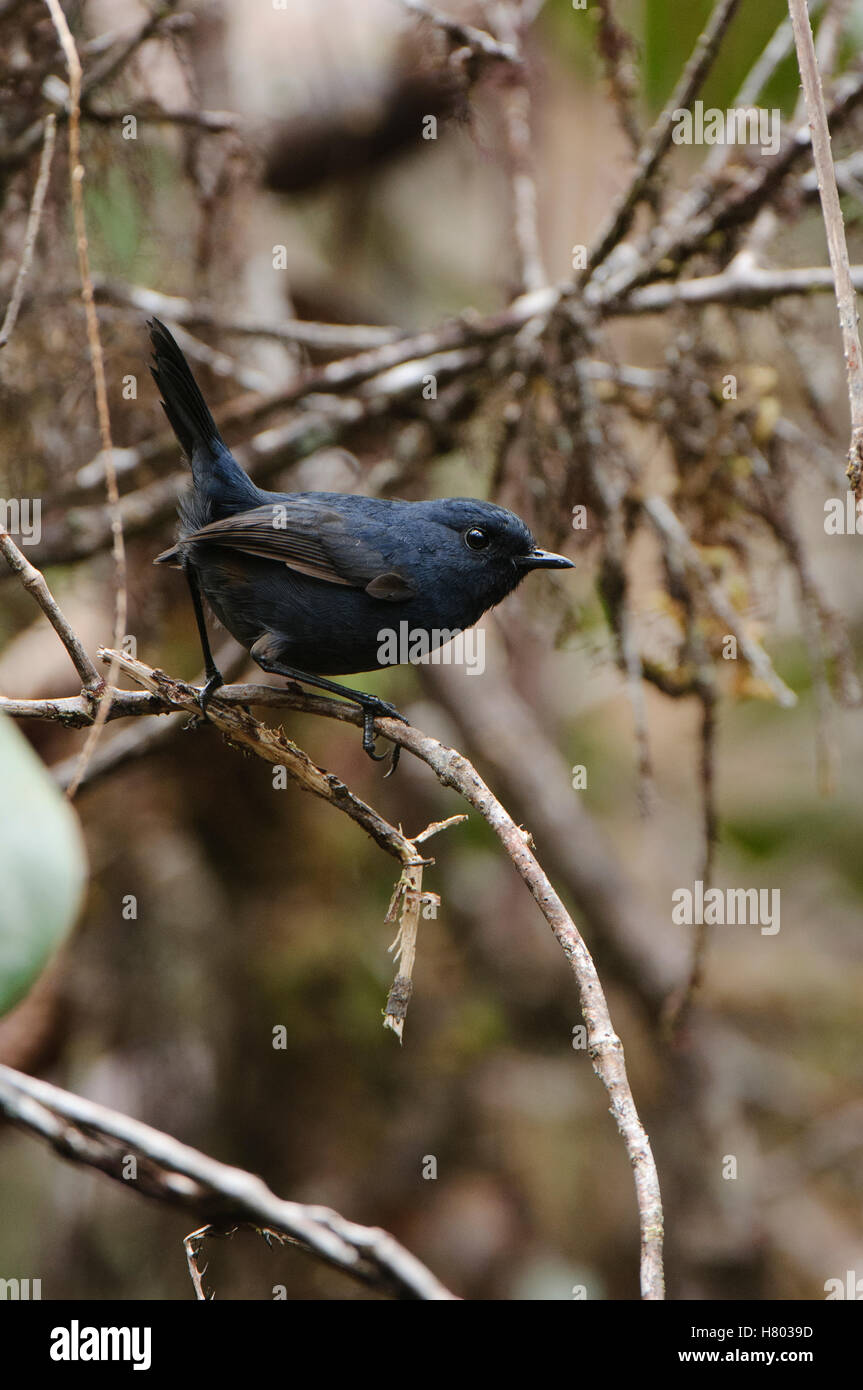 White-browed Shortwing (Brachypteryx montana) male, Sabah, Borneo ...