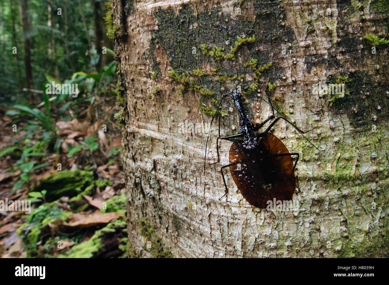 Fiddle Beetle (Mormolyce phyllodes) in rainforest, Sabah, Borneo ...