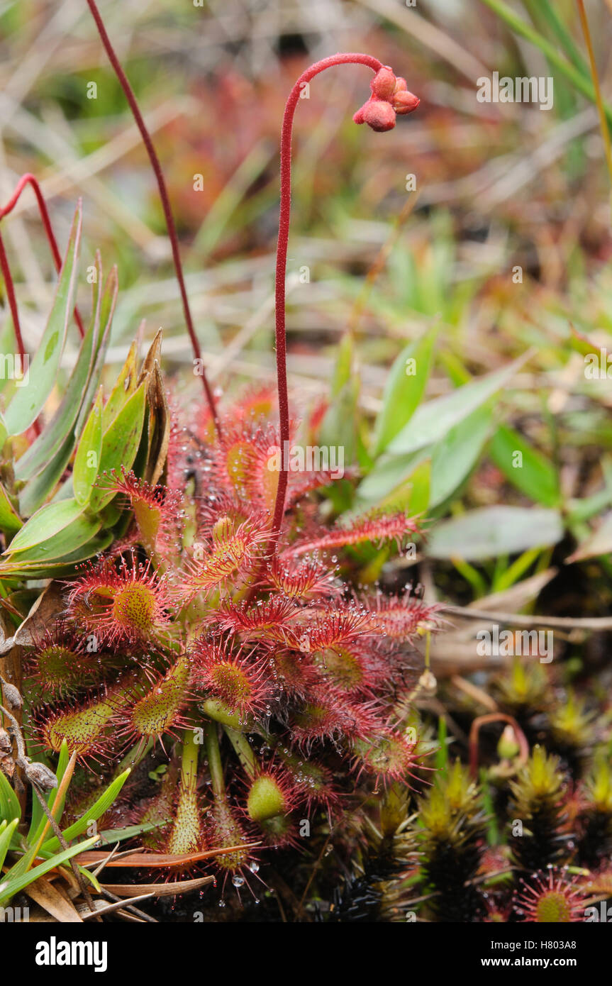 Sundew (Drosera ultramafica), newly described species, Sabah, Borneo ...