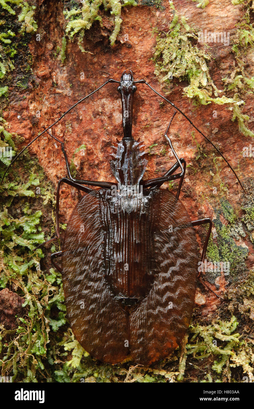 Violin Beetle (Mormolyce castelnaudi), Sabah, Borneo, Malaysia Stock ...
